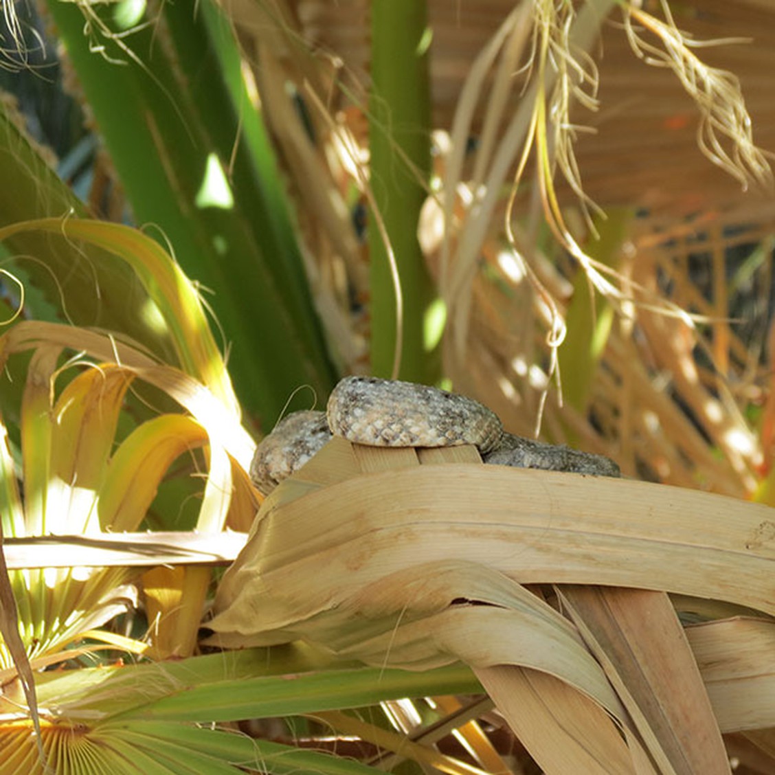 Palm Springs – More Than Vintage Cars and Movie Stars - Adult Lifestyle ...